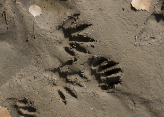 Nature Exploration: Discovering Wildlife At Camp | Happy Camper Live