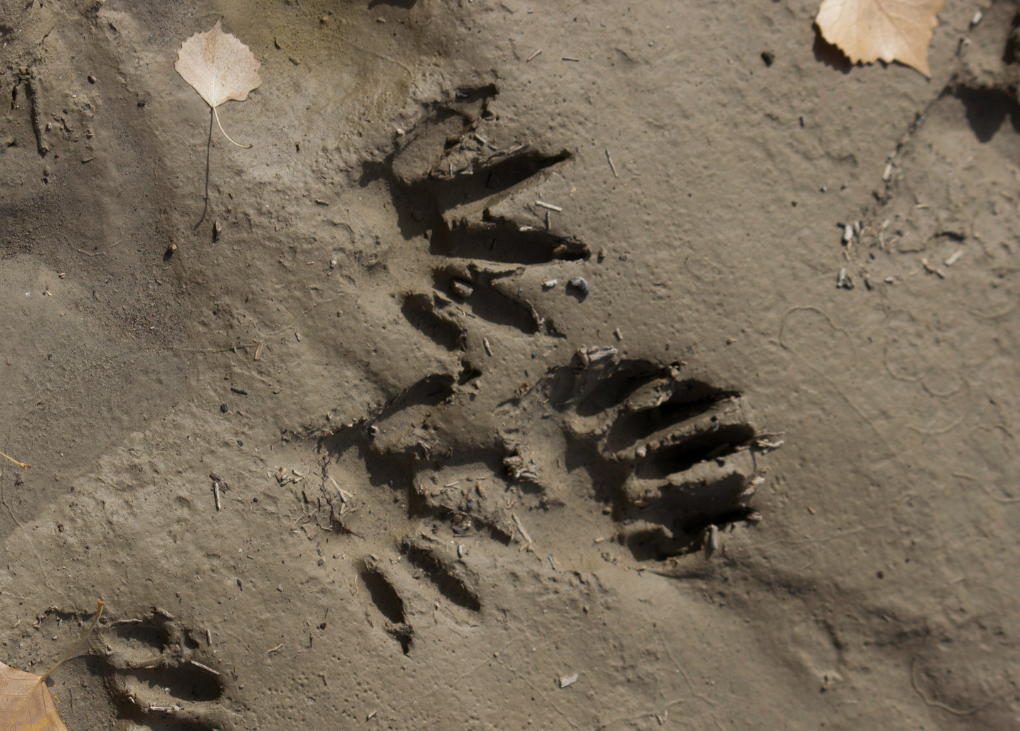 Nature Exploration: Discovering Wildlife At Camp | Happy Camper Live